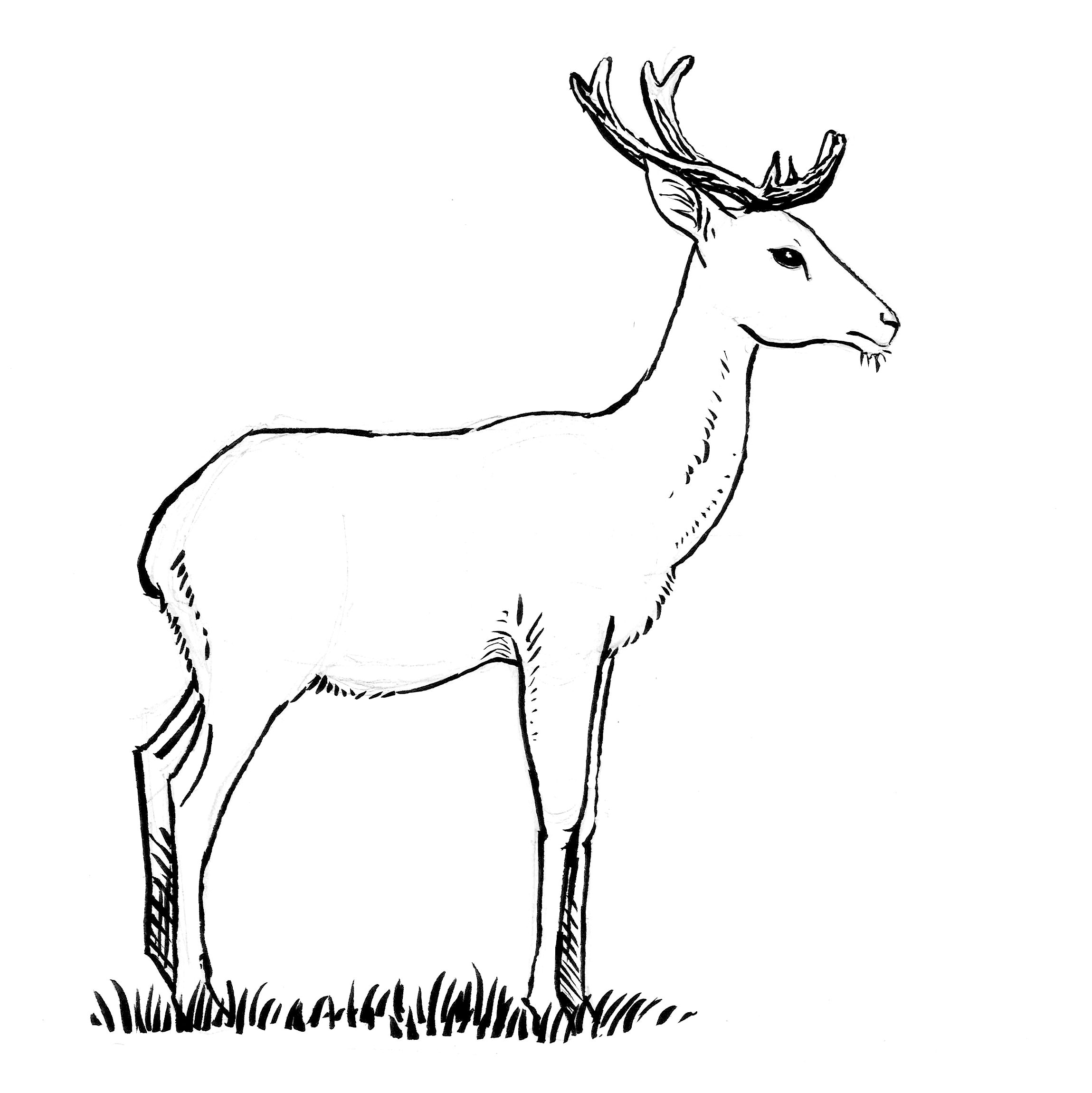 Michalina Pacholska Homepage